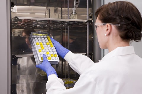 Bacteriologia : Cartela Quanti-Tray 2000 - 97 Poços - 100 Unid - IDEXX